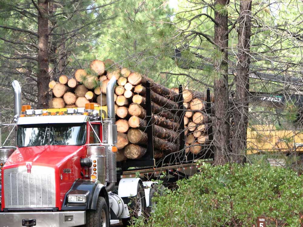 Why it matters that Oregon just lost its chief forester | Seaside Signal