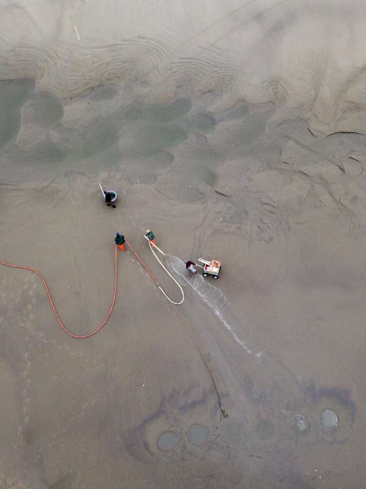Razor clamming reopens on Clatsop beaches | Seaside Signal